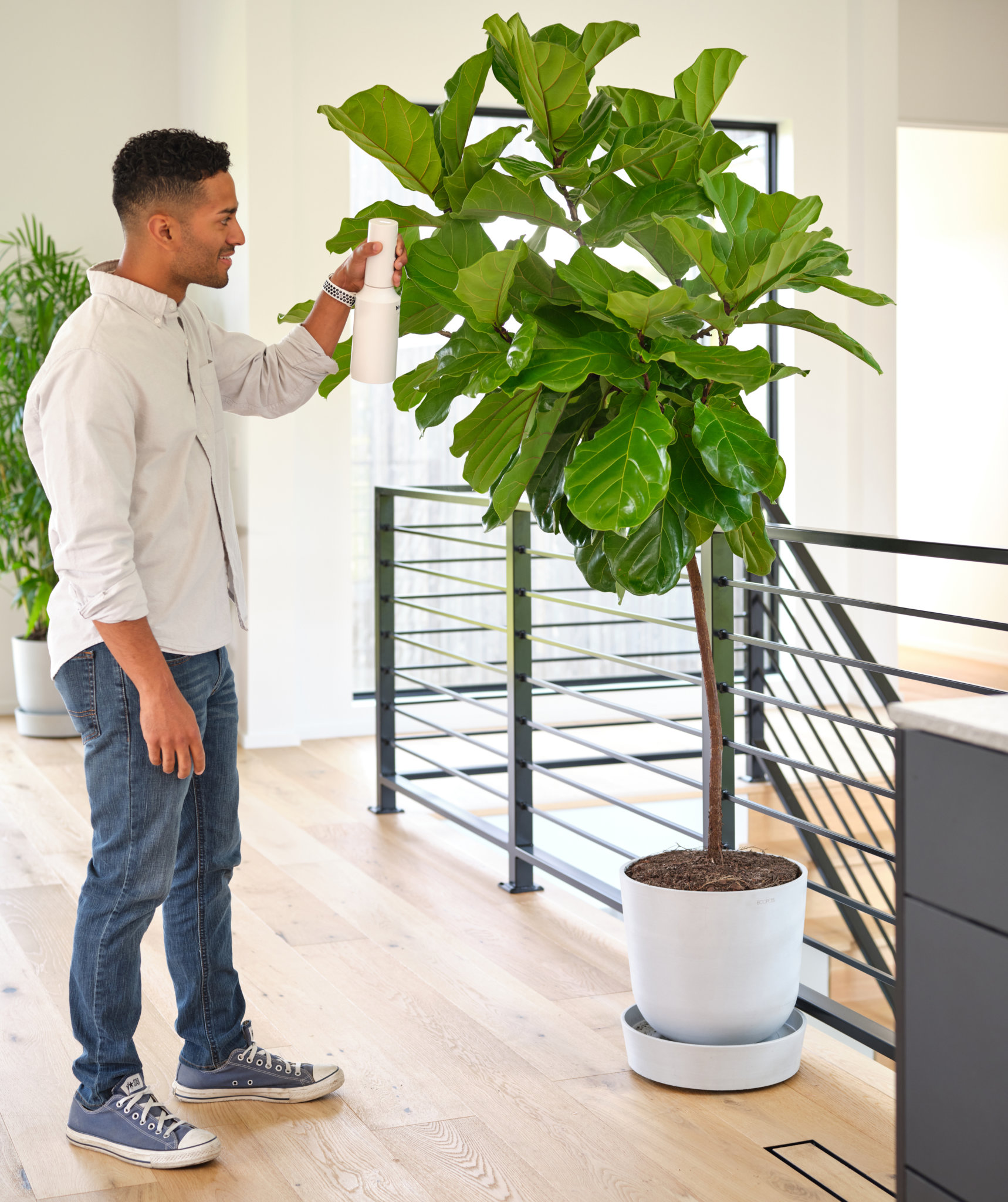 Buy Potted Fiddle Leaf Fig Tree Indoor Plant | Bloomscape