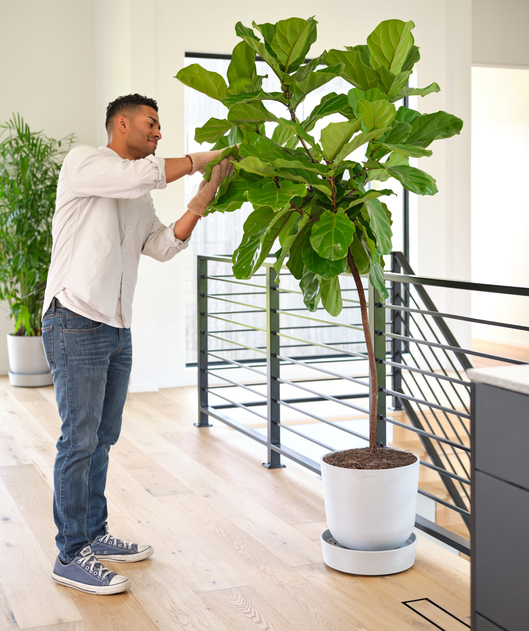 Buy Potted Fiddle Leaf Fig Tree Indoor Plant | Bloomscape