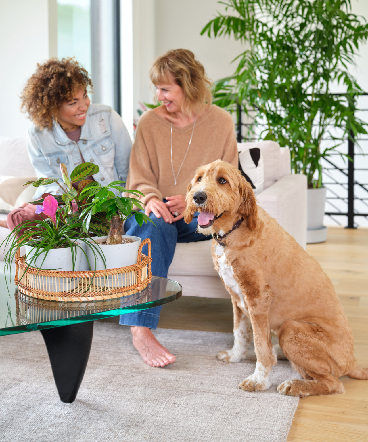 Shop Indoor Plants, Outdoor Plants, Plant Care Supplies | Bloomscape