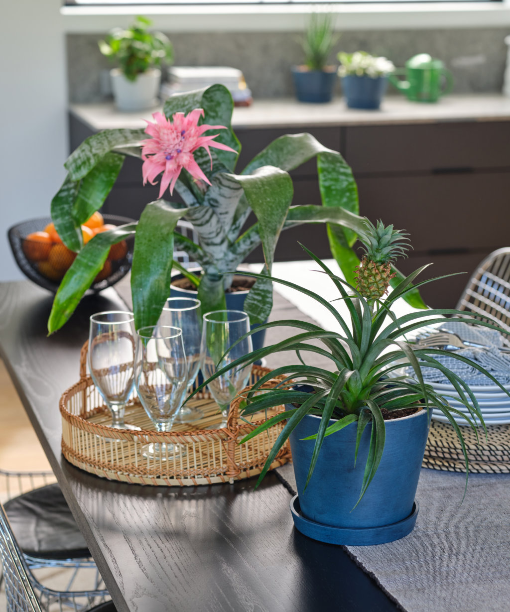 Buy the Statement Bundle with two trendy plants | Bloomscape