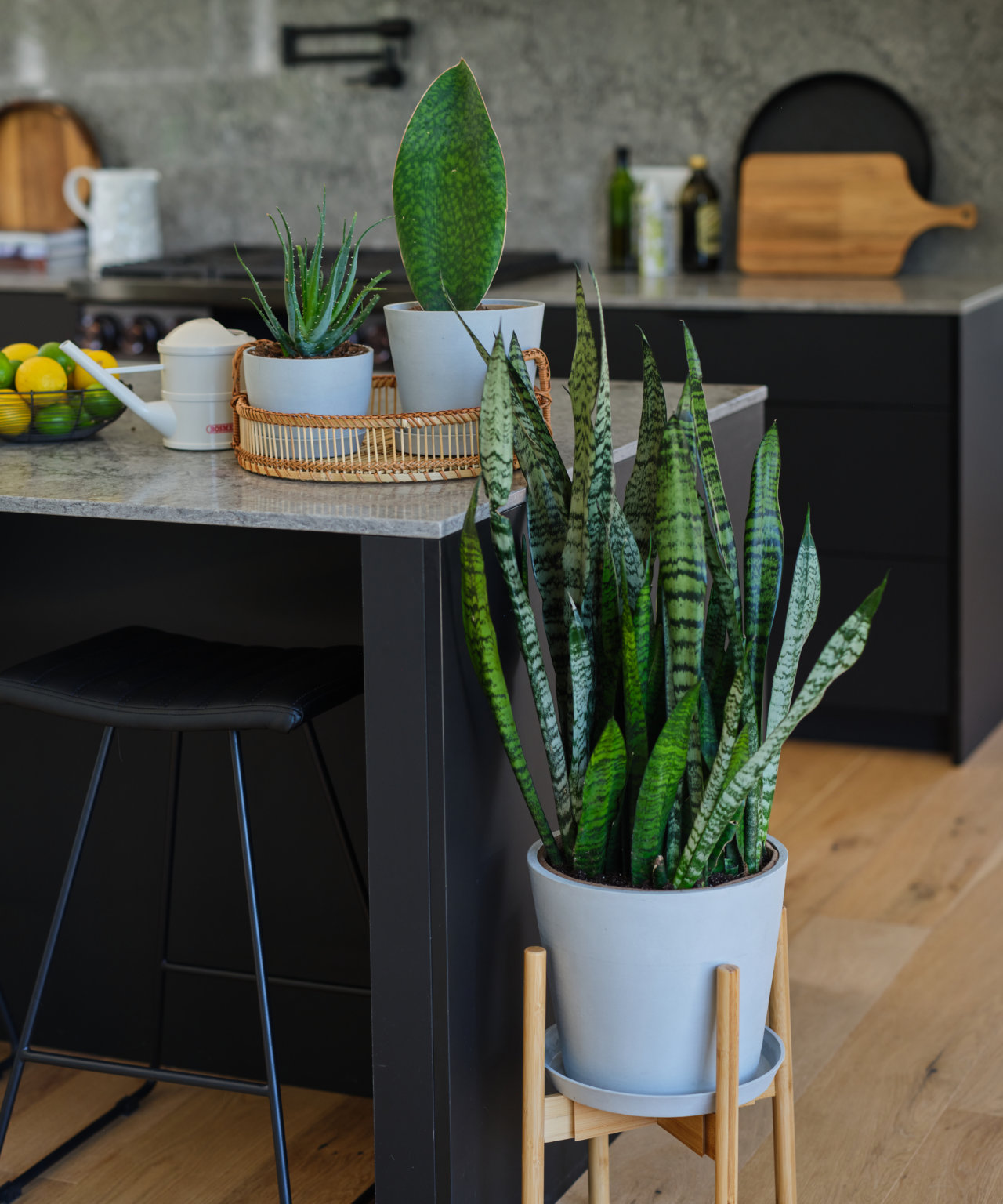 Shop Indoor Plants, Outdoor Plants, Plant Care Supplies | Bloomscape