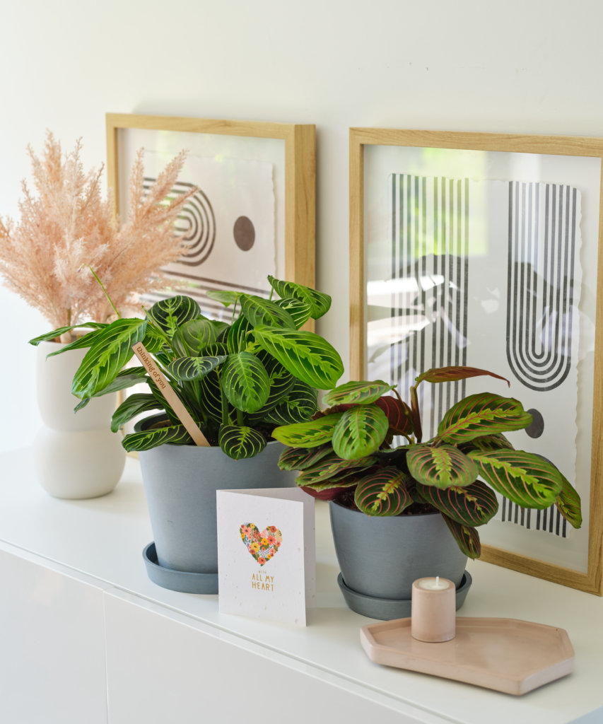 Plants Shipped to You | Bloomscape