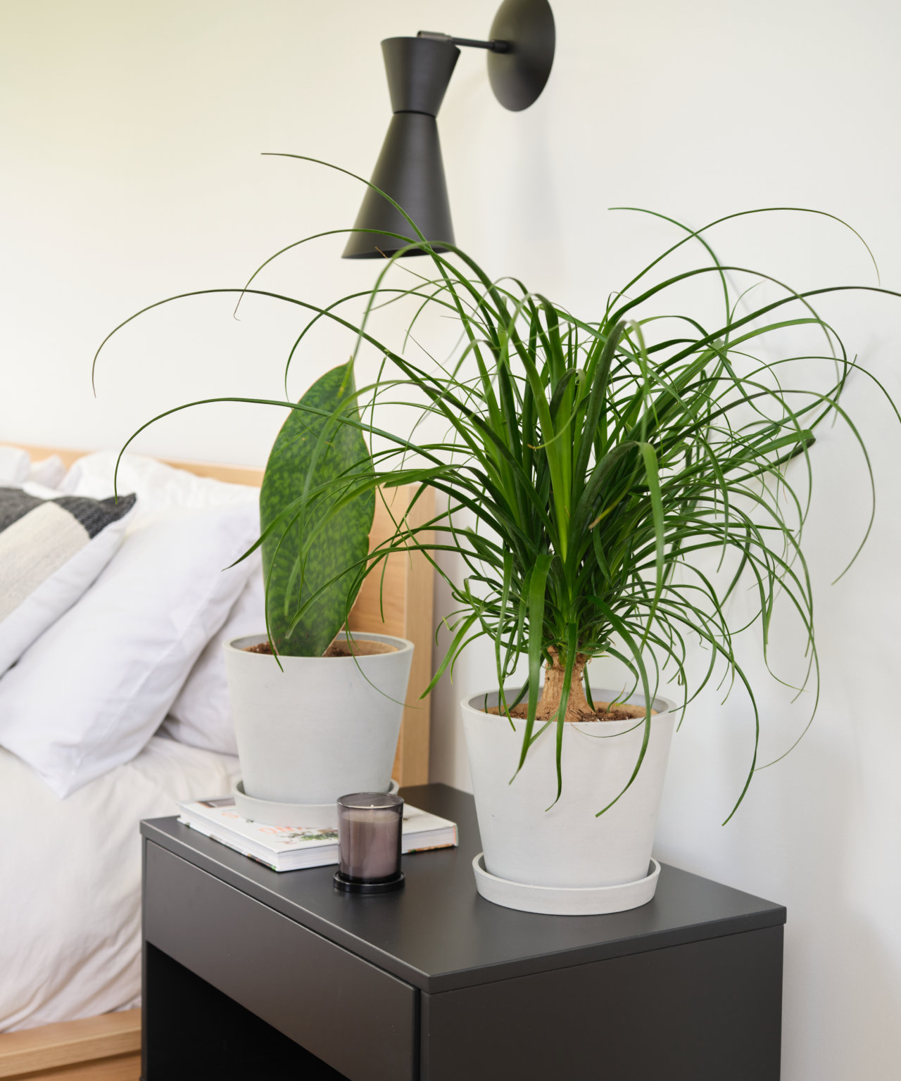 Shop Indoor Plants, Outdoor Plants, Plant Care Supplies | Bloomscape