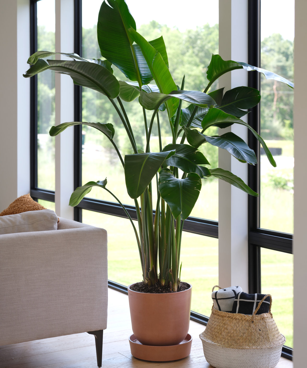 Buy Potted Bird of Paradise Tree Indoor Plant | Bloomscape
