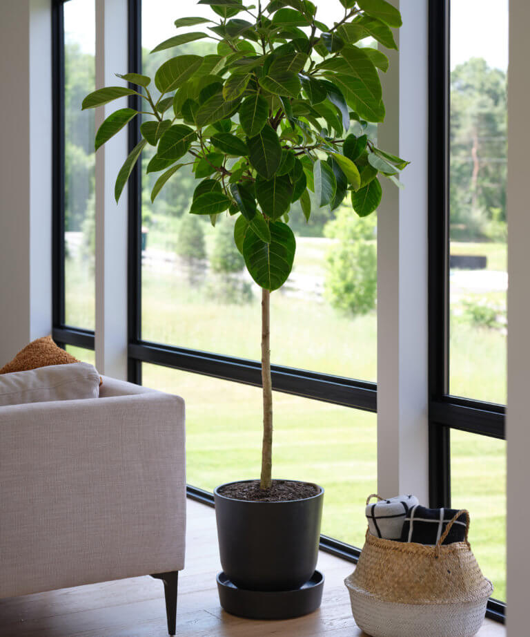 GIANT Indoor Plants - XL, XXL, Tree-Size | Bloomscape