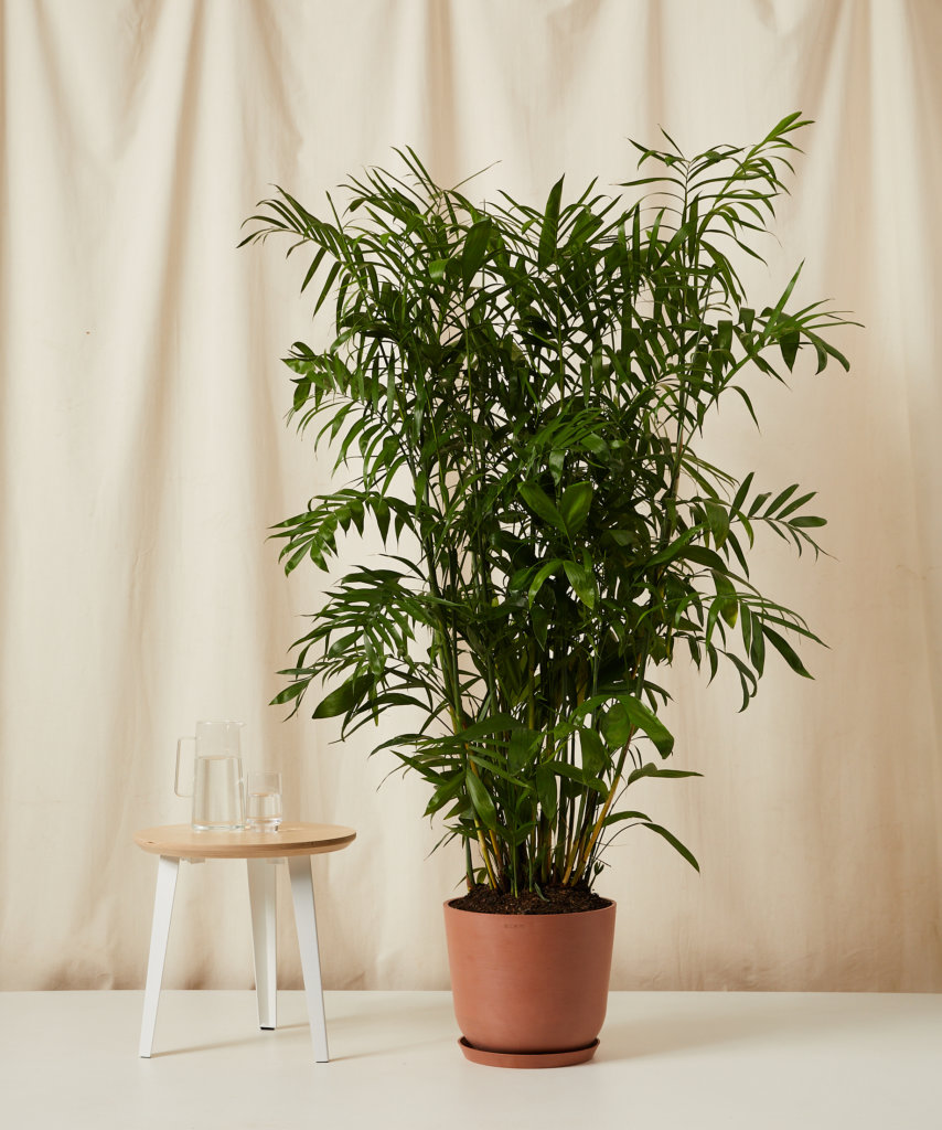 Buy Potted Bamboo Palm Tree Indoor Plant | Bloomscape