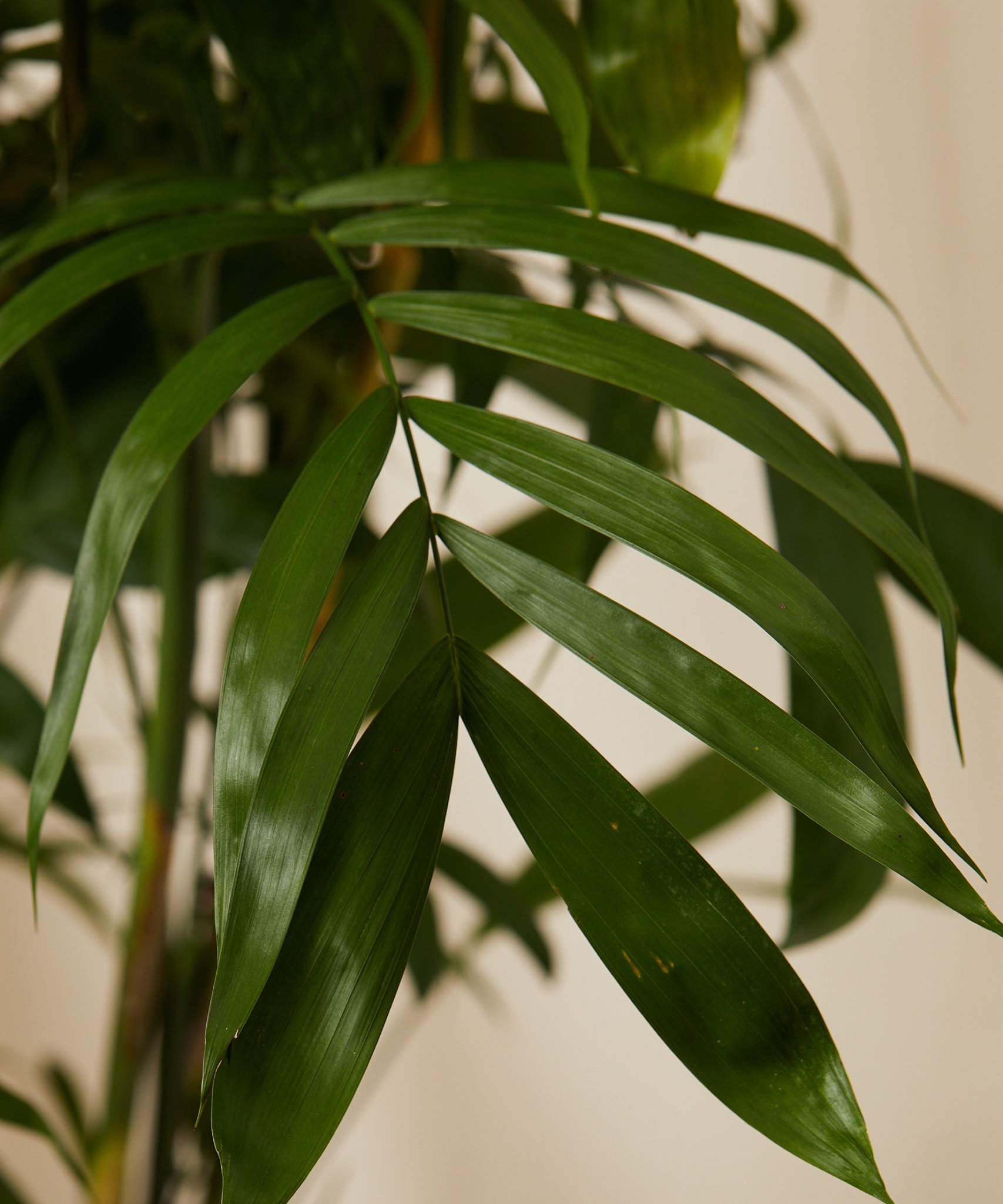 Buy Potted Bamboo Palm Tree Indoor Plant | Bloomscape