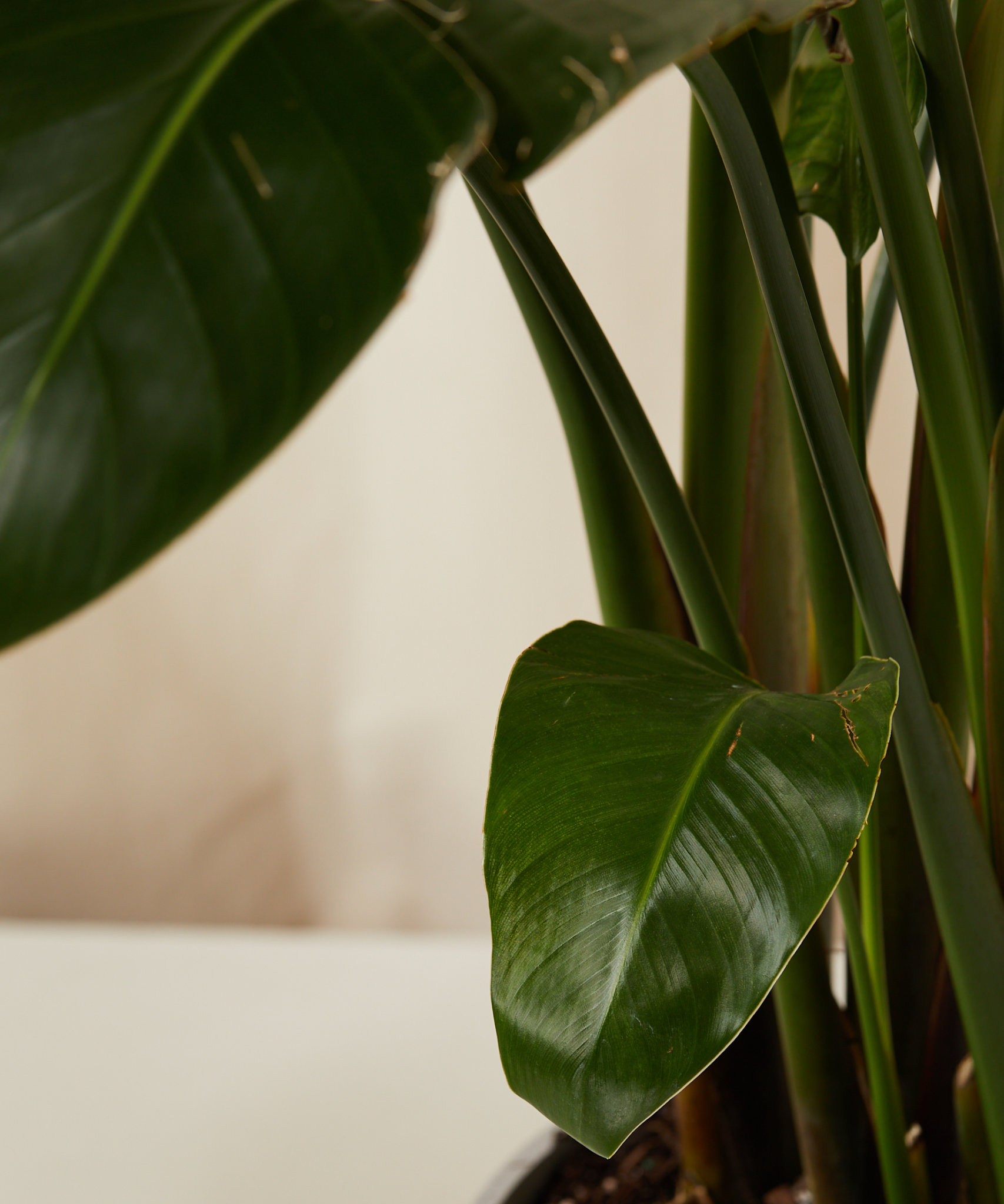 Buy Potted Bird of Paradise Tree Indoor Plant | Bloomscape