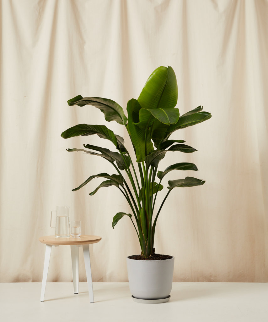 Buy Potted Bird of Paradise Tree Indoor Plant | Bloomscape