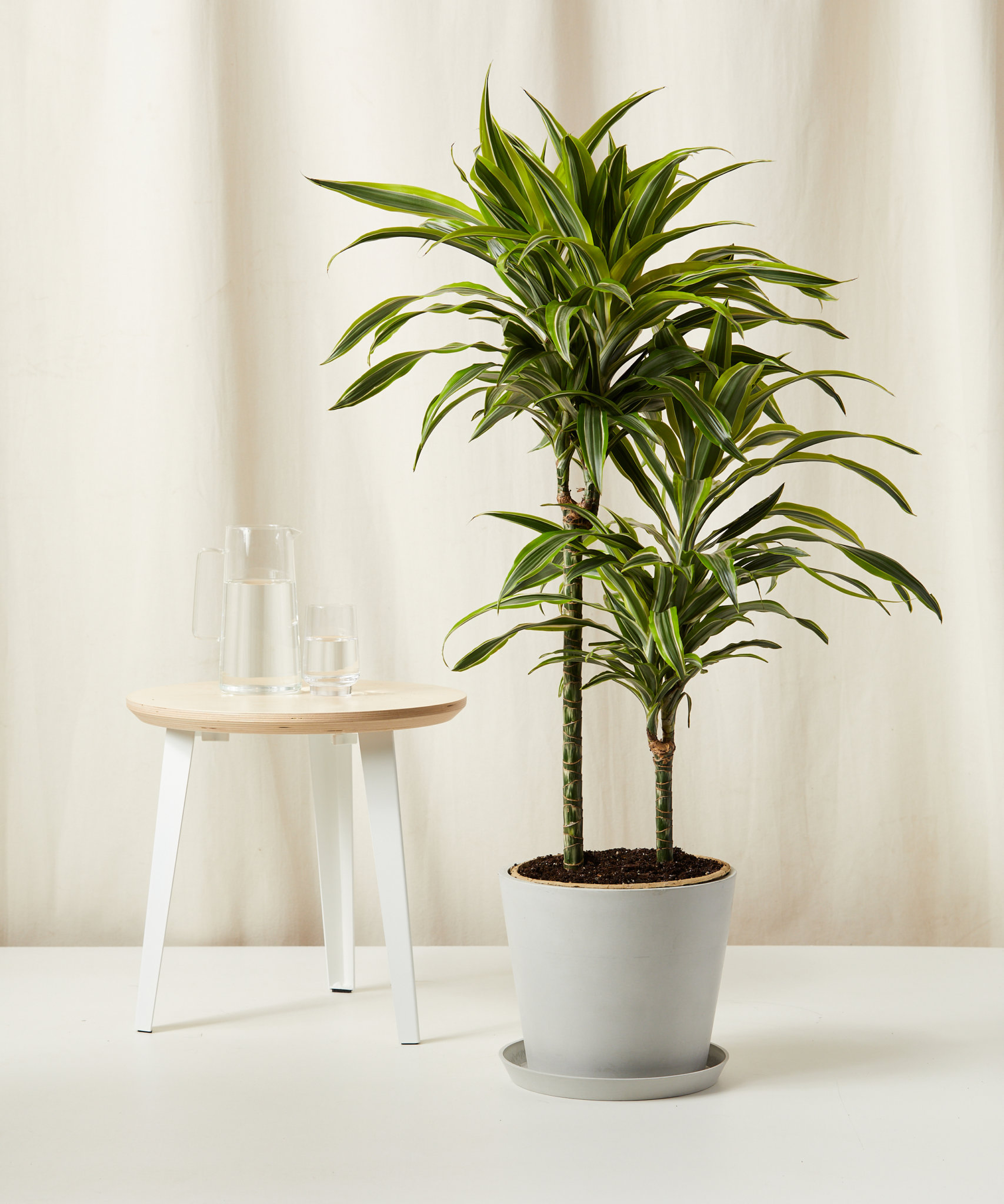 GIANT Indoor Plants - XL, XXL, Tree-Size | Bloomscape