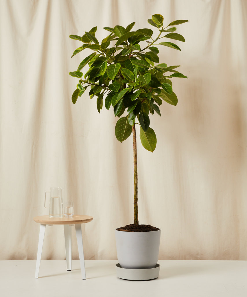 Shop Potted Indoor Houseplants | Bloomscape