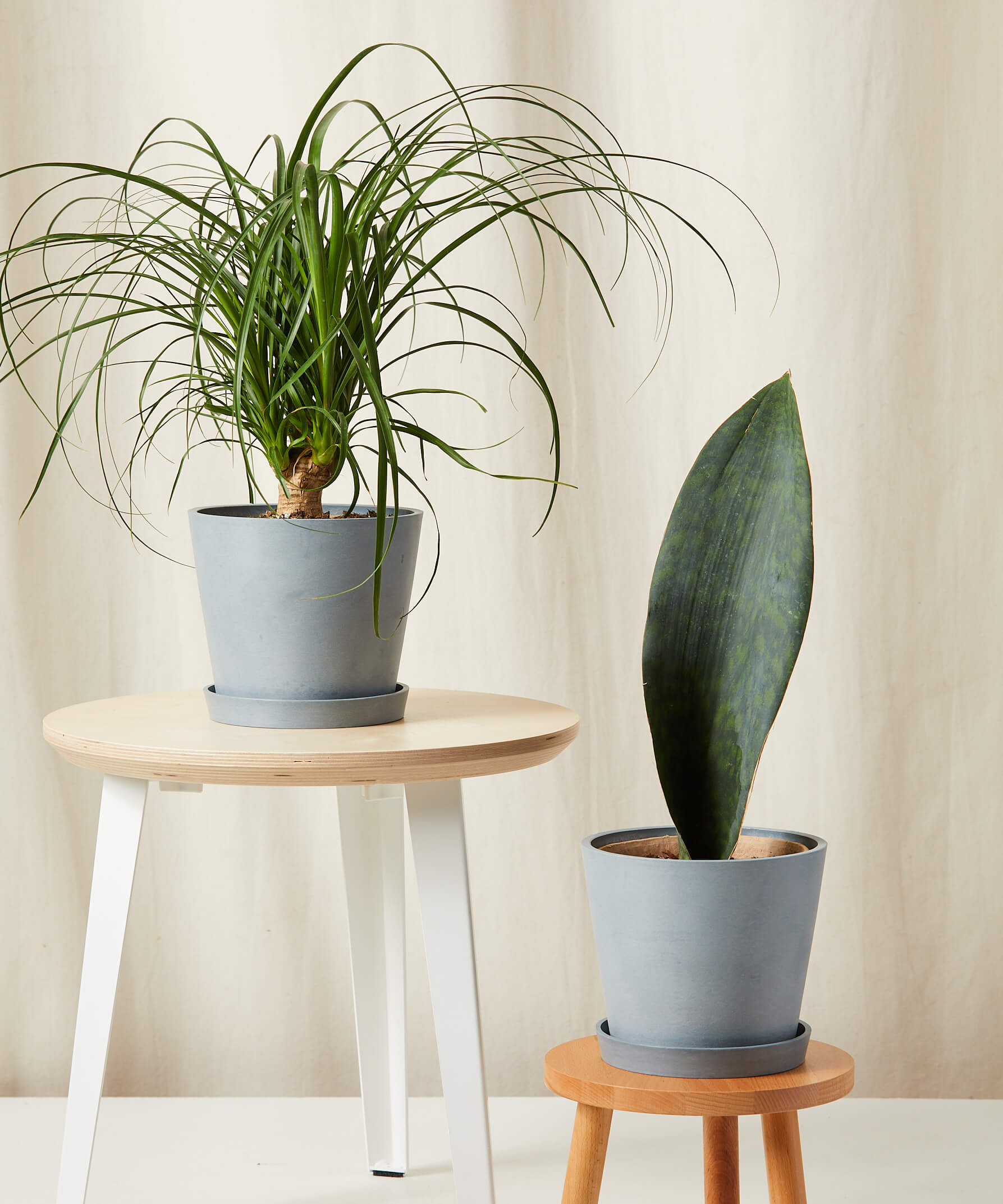 Buy the Decorator Duo Bundle with two trendy plants | Bloomscape