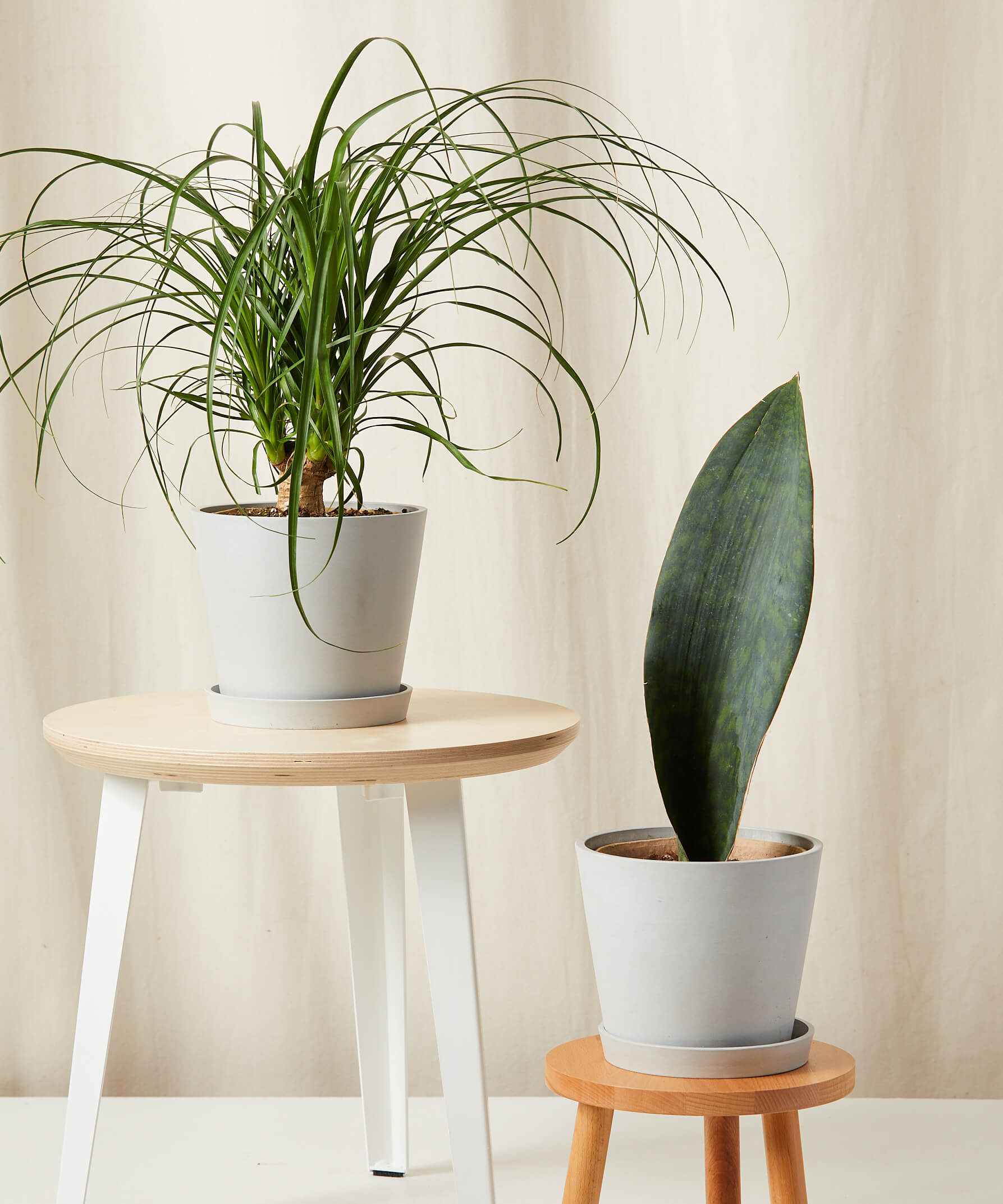 Buy the Decorator Duo Bundle with two trendy plants | Bloomscape