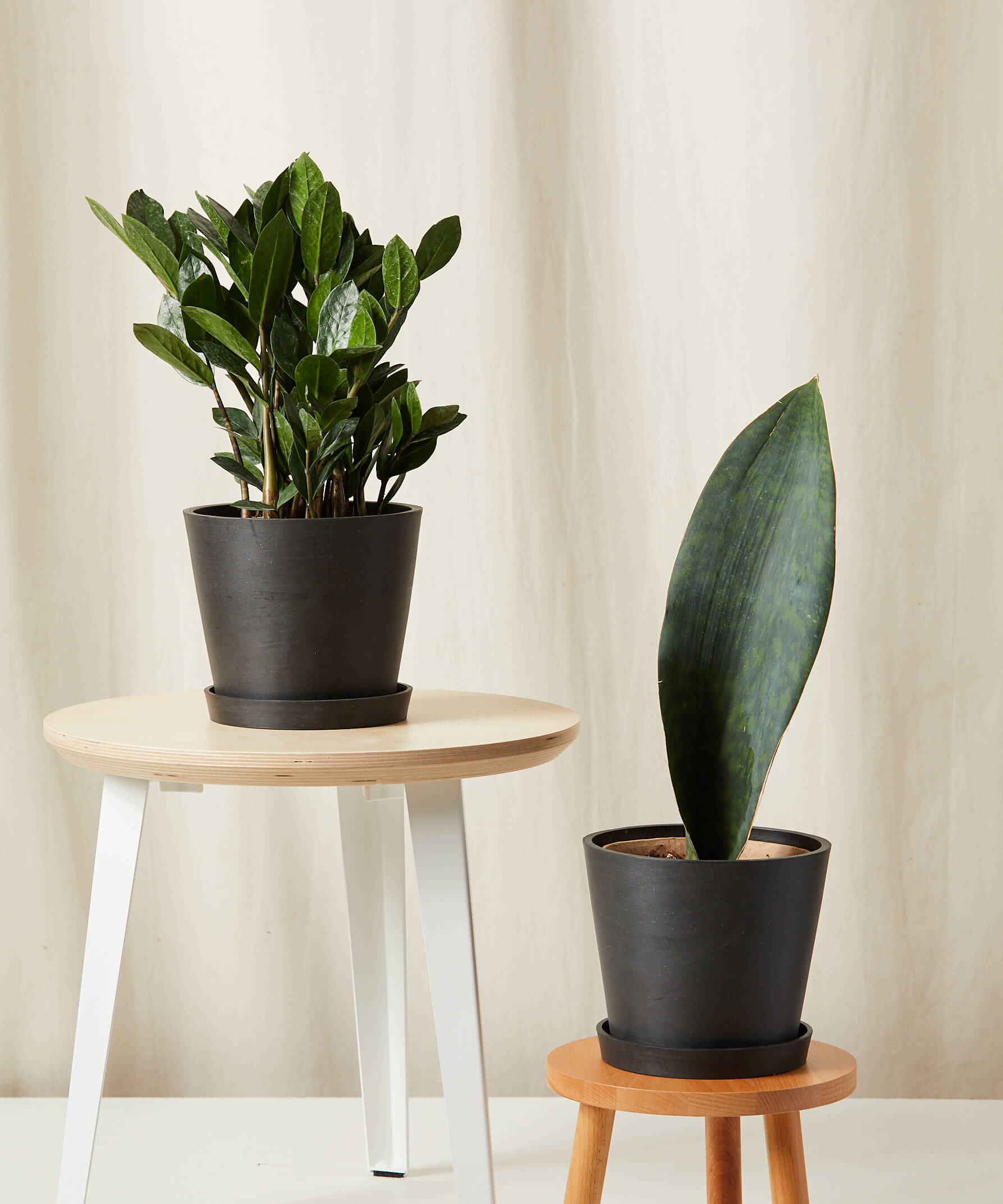 Buy the Low Light Duo with two low light plants | Bloomscape