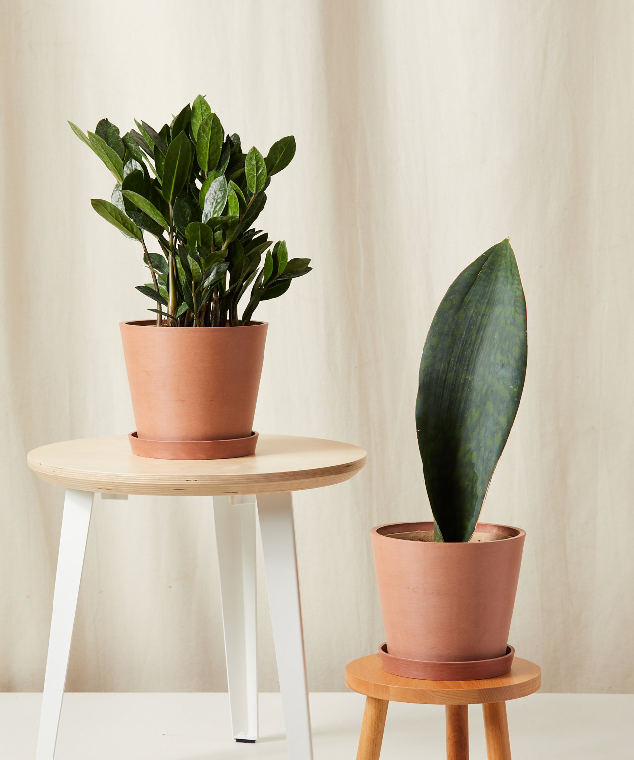 Buy the Statement Bundle with two trendy plants | Bloomscape
