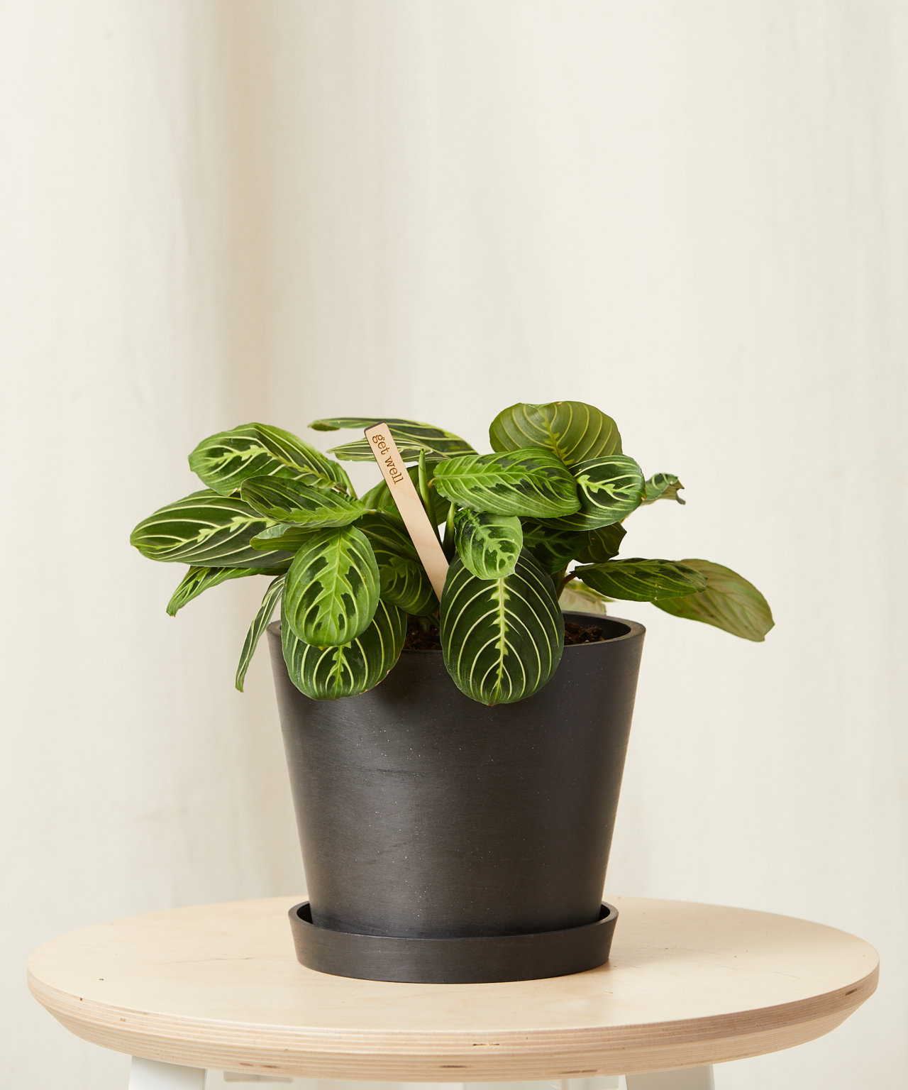 Prayer Plant 101: How to Care for Prayer Plants | Bloomscape