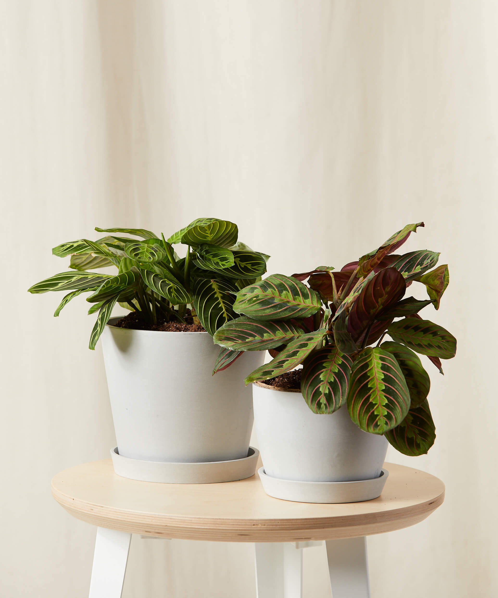 Buy the Sympathy Bundle with two thoughtful plants | Bloomscape