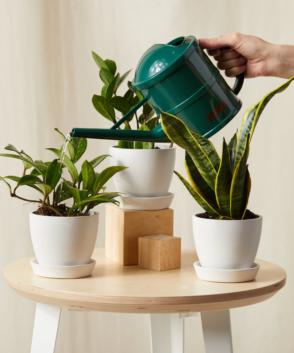 Tough Stuff Collection | Bloomscape