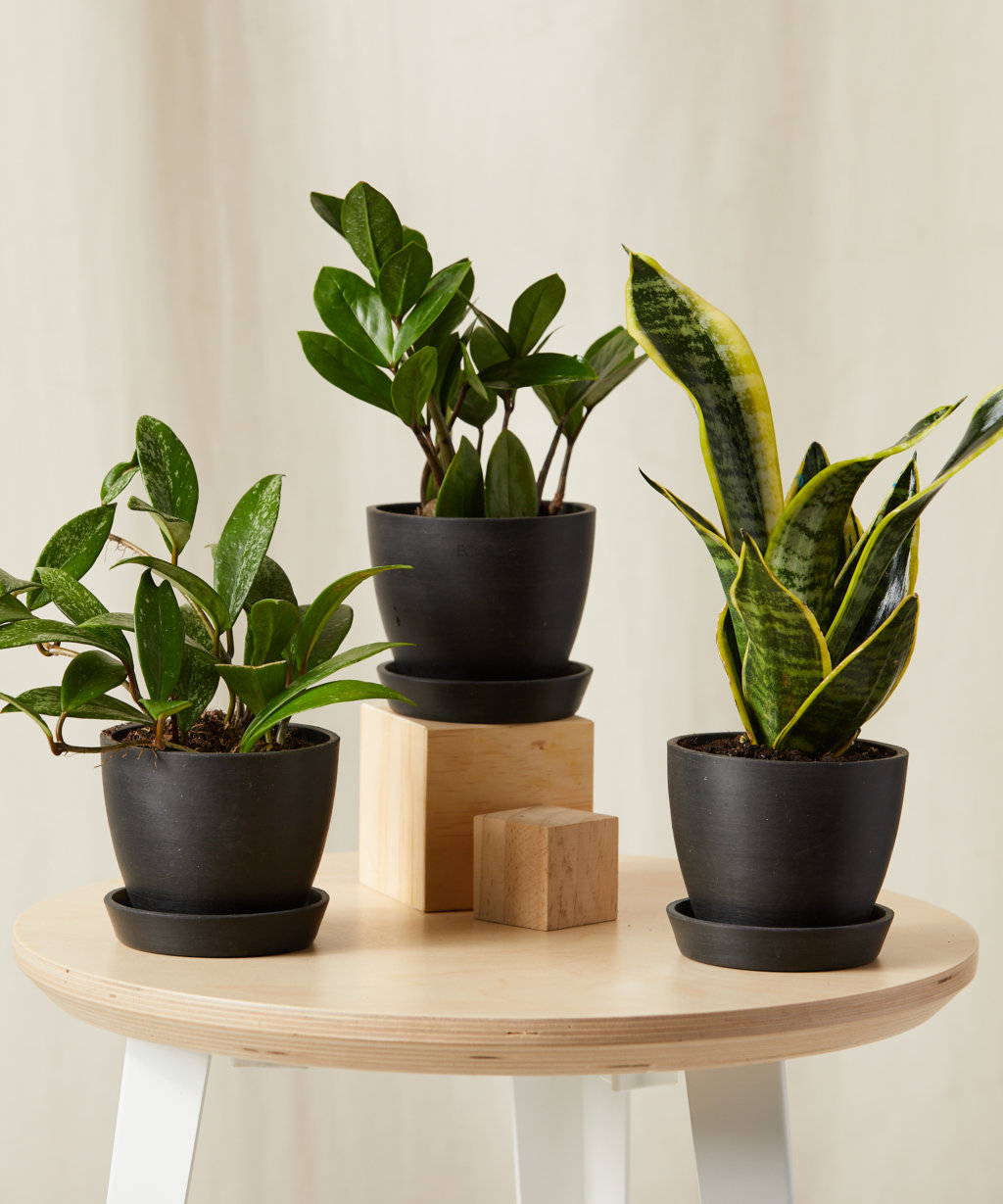 Tough Stuff Collection | Bloomscape