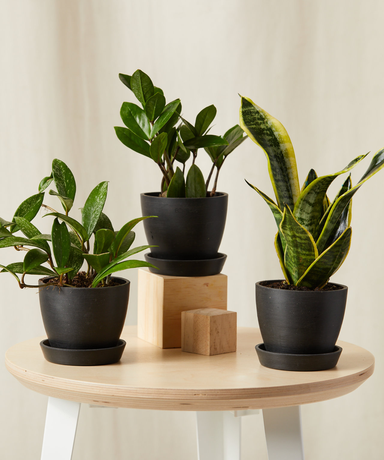 Tough Stuff Collection | Bloomscape