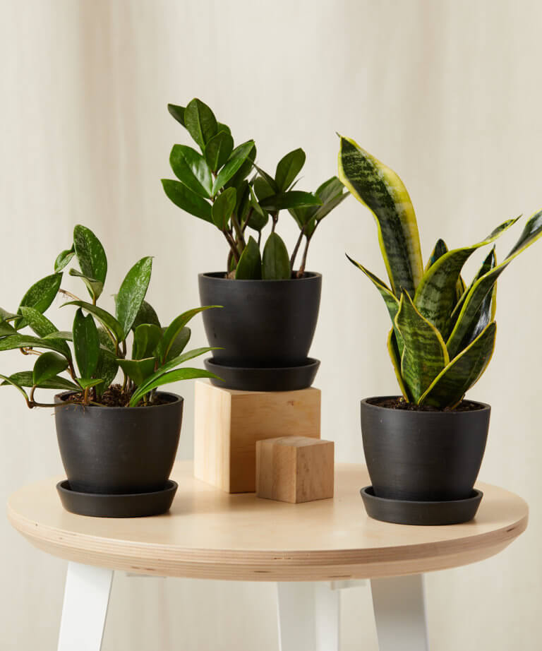 Tough Stuff Collection | Bloomscape