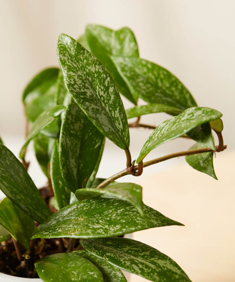 Tough Stuff Collection | Bloomscape