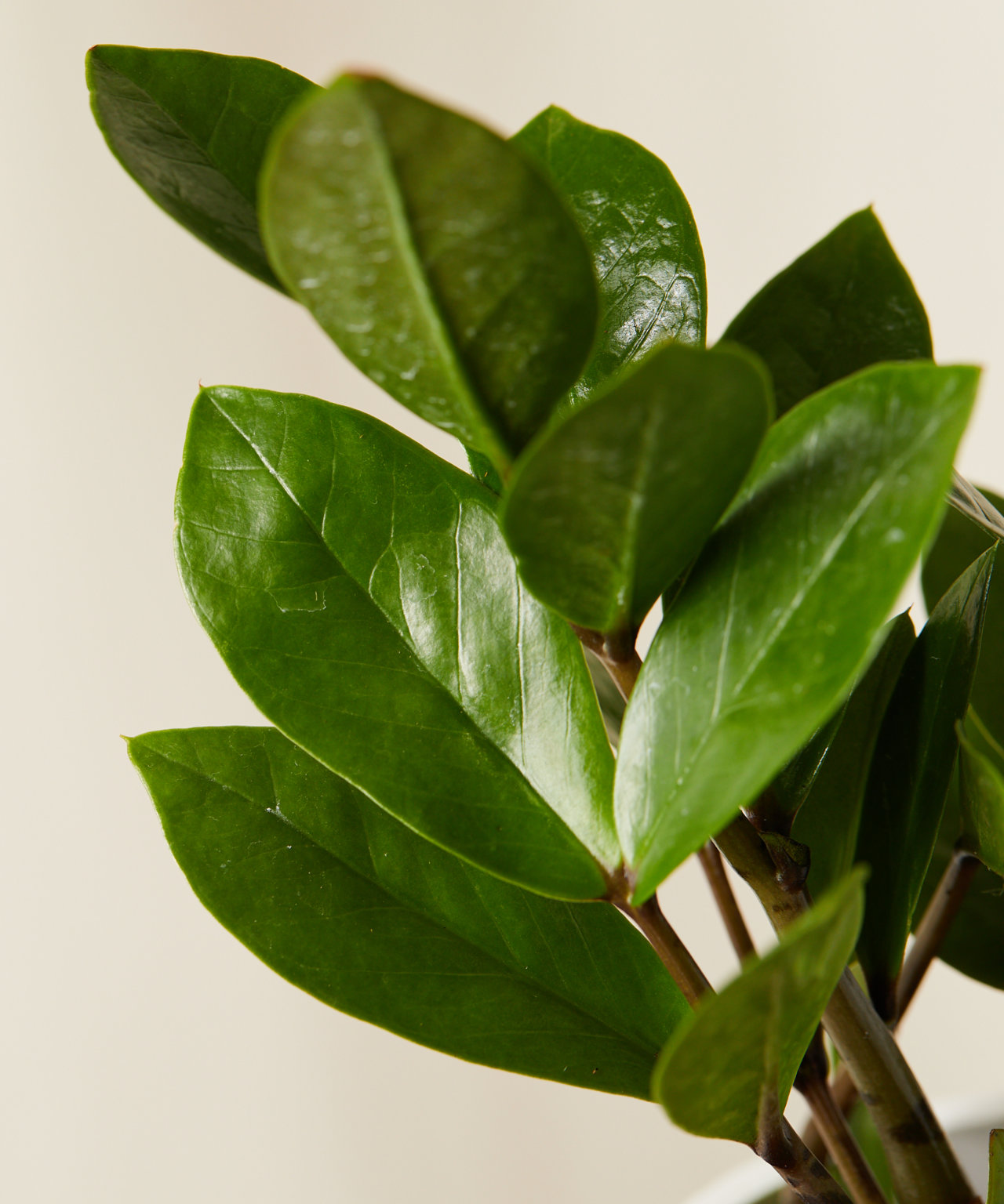 Tough Stuff Collection | Bloomscape