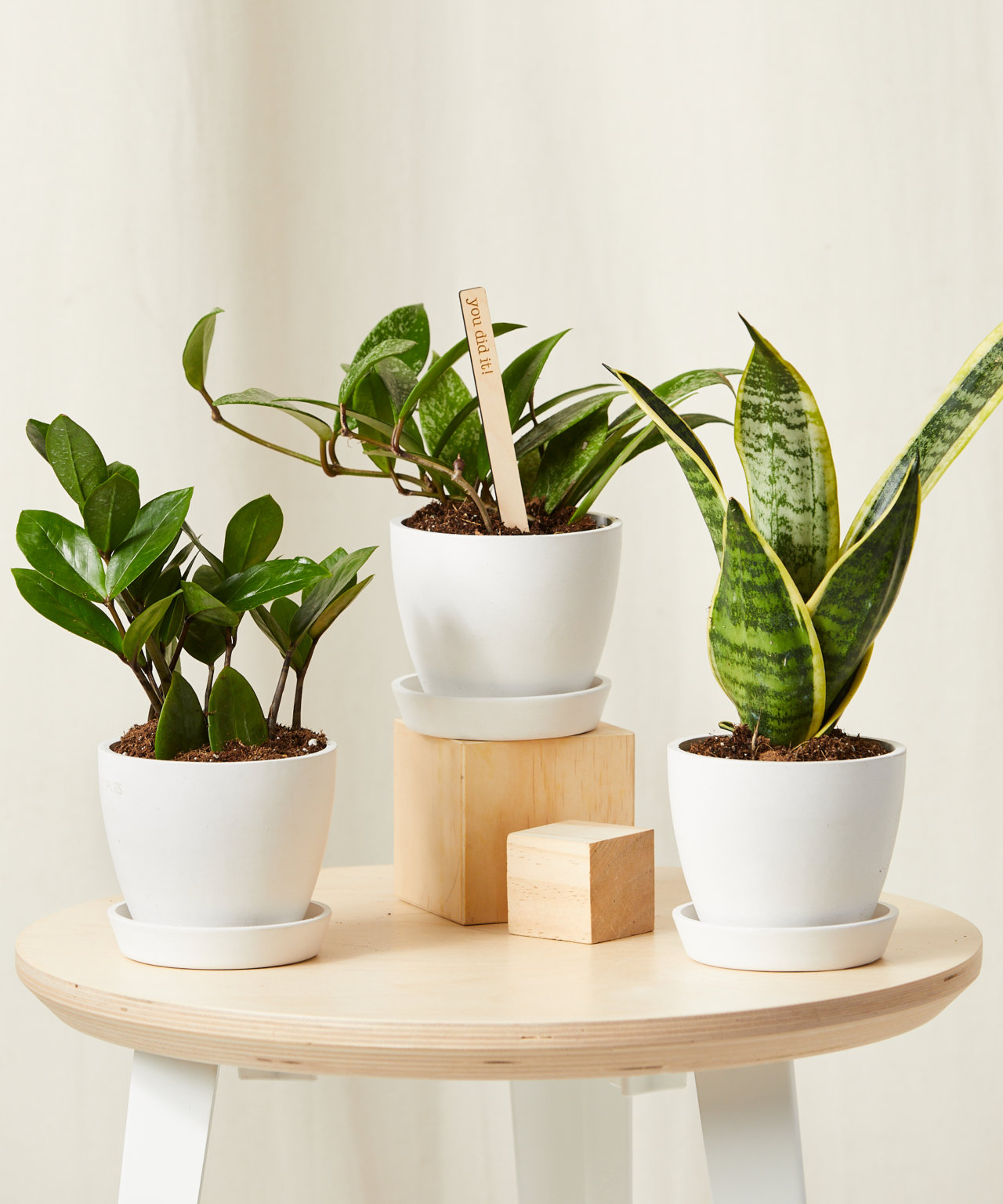 Tough Stuff Collection | Bloomscape