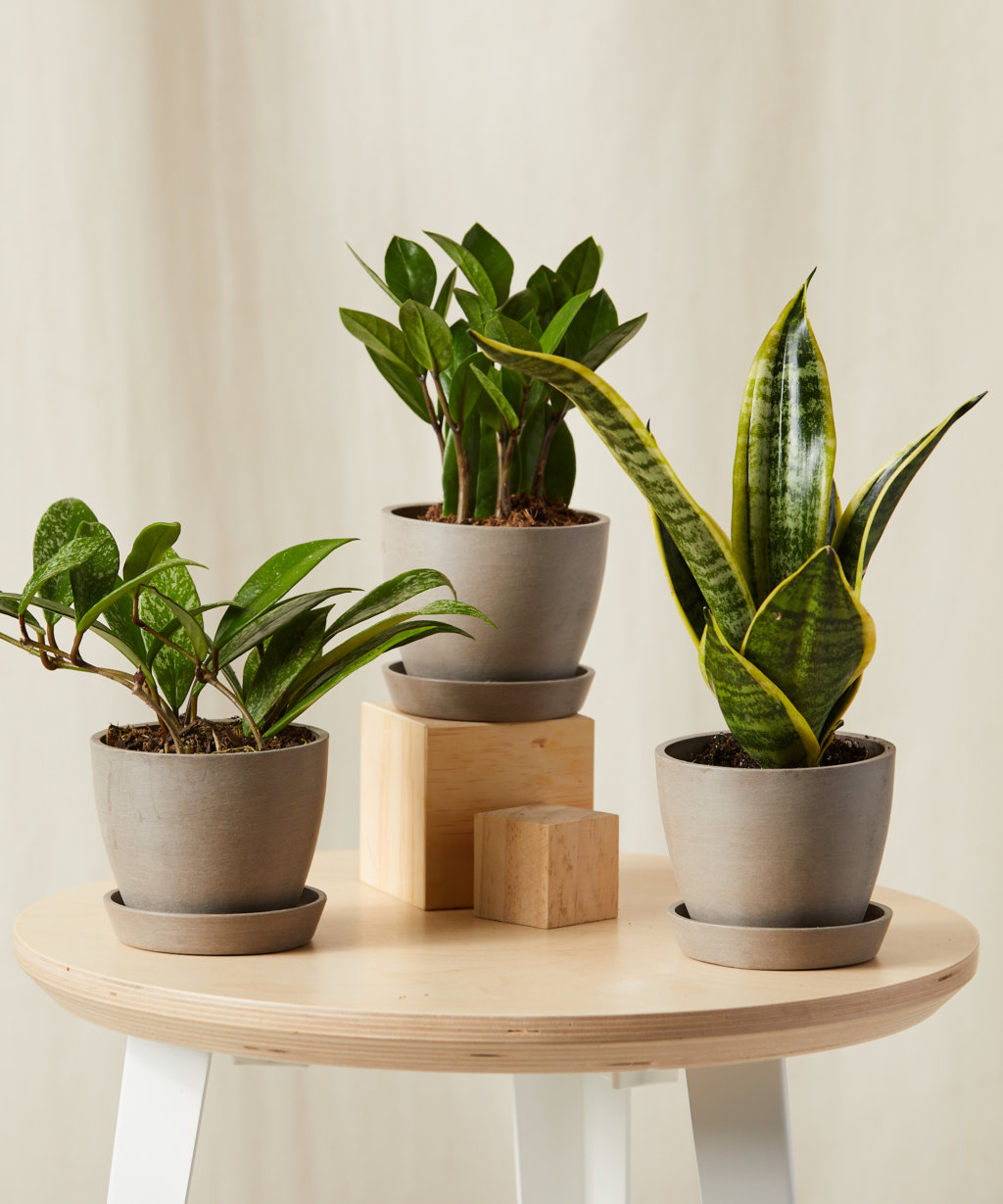 Potted Plants and Plant Gifts Delivered to Their Door | Bloomscape