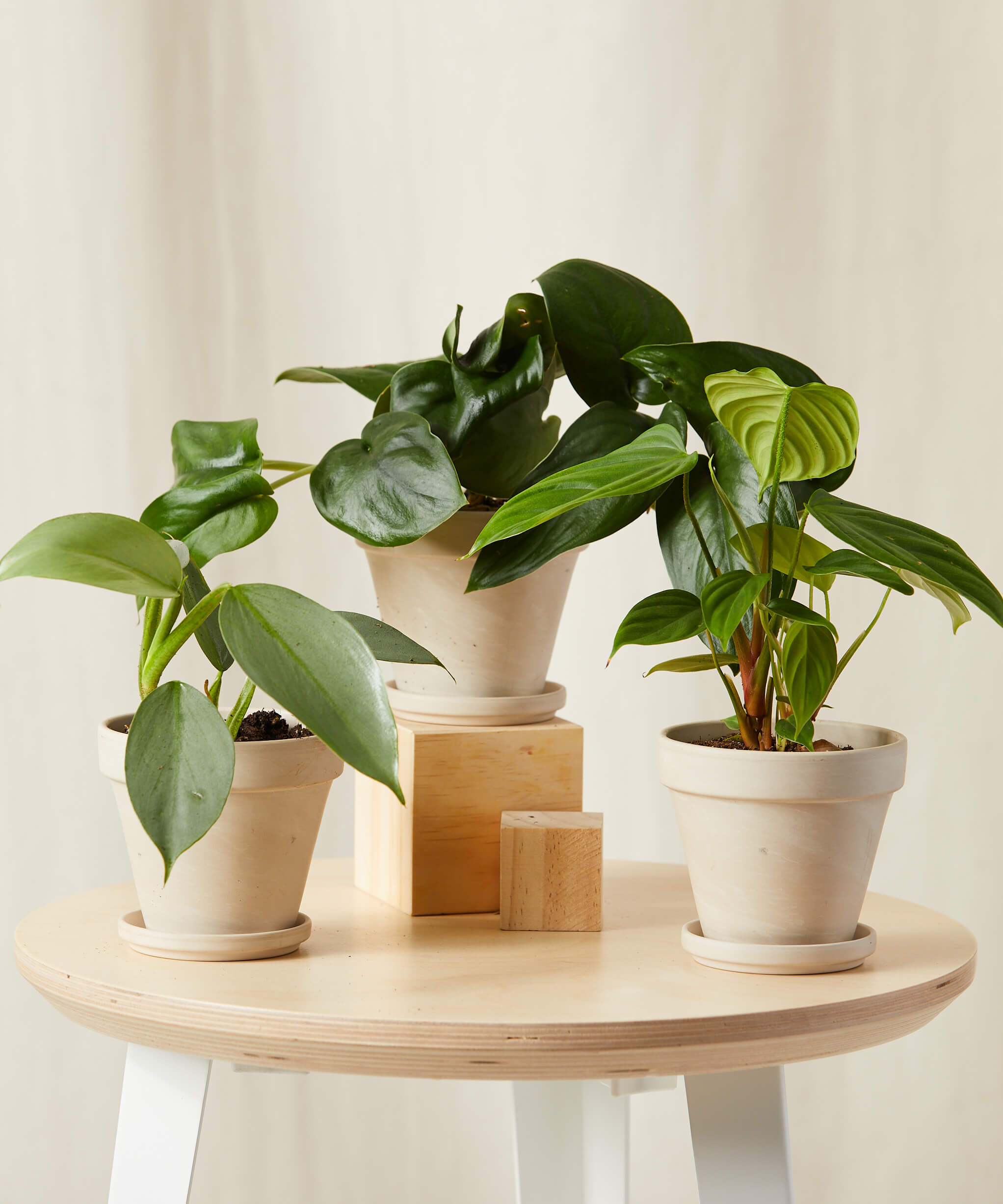 Shop Potted Indoor Houseplants | Bloomscape