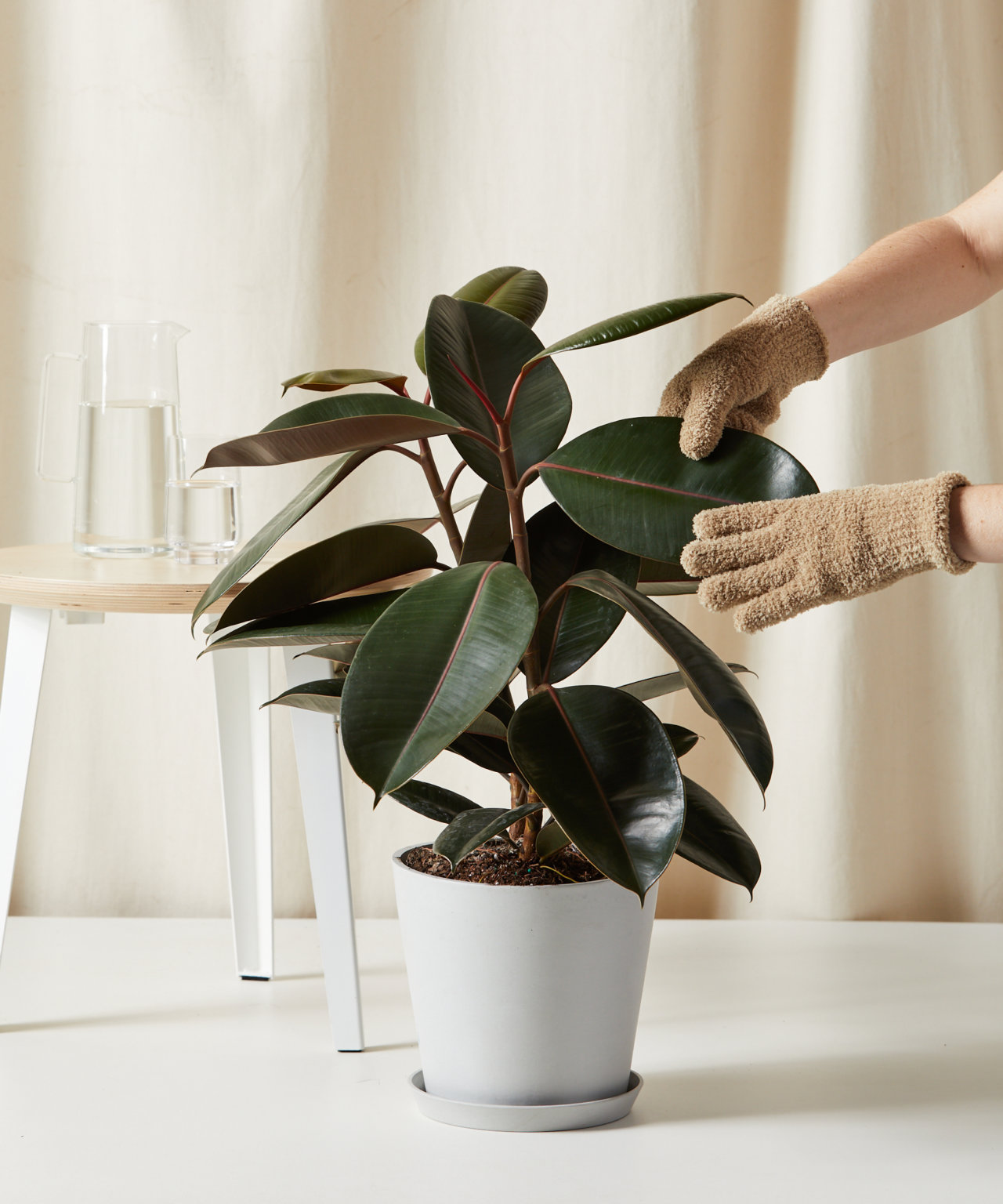 Buy Potted Burgundy Rubber Tree Indoor Plant | Bloomscape