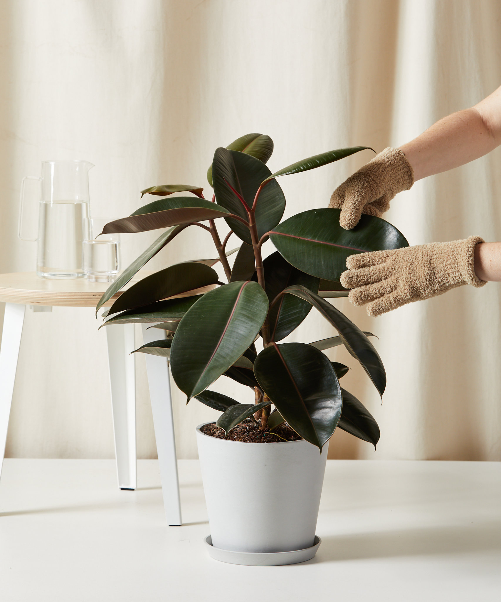 Buy Potted Burgundy Rubber Tree Indoor Plant | Bloomscape