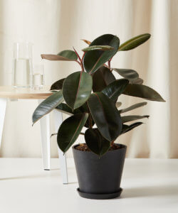Buy Potted Burgundy Rubber Tree Indoor Plant | Bloomscape