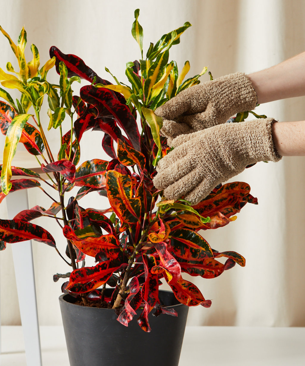 Buy Potted Variegated Croton Indoor Plant | Bloomscape
