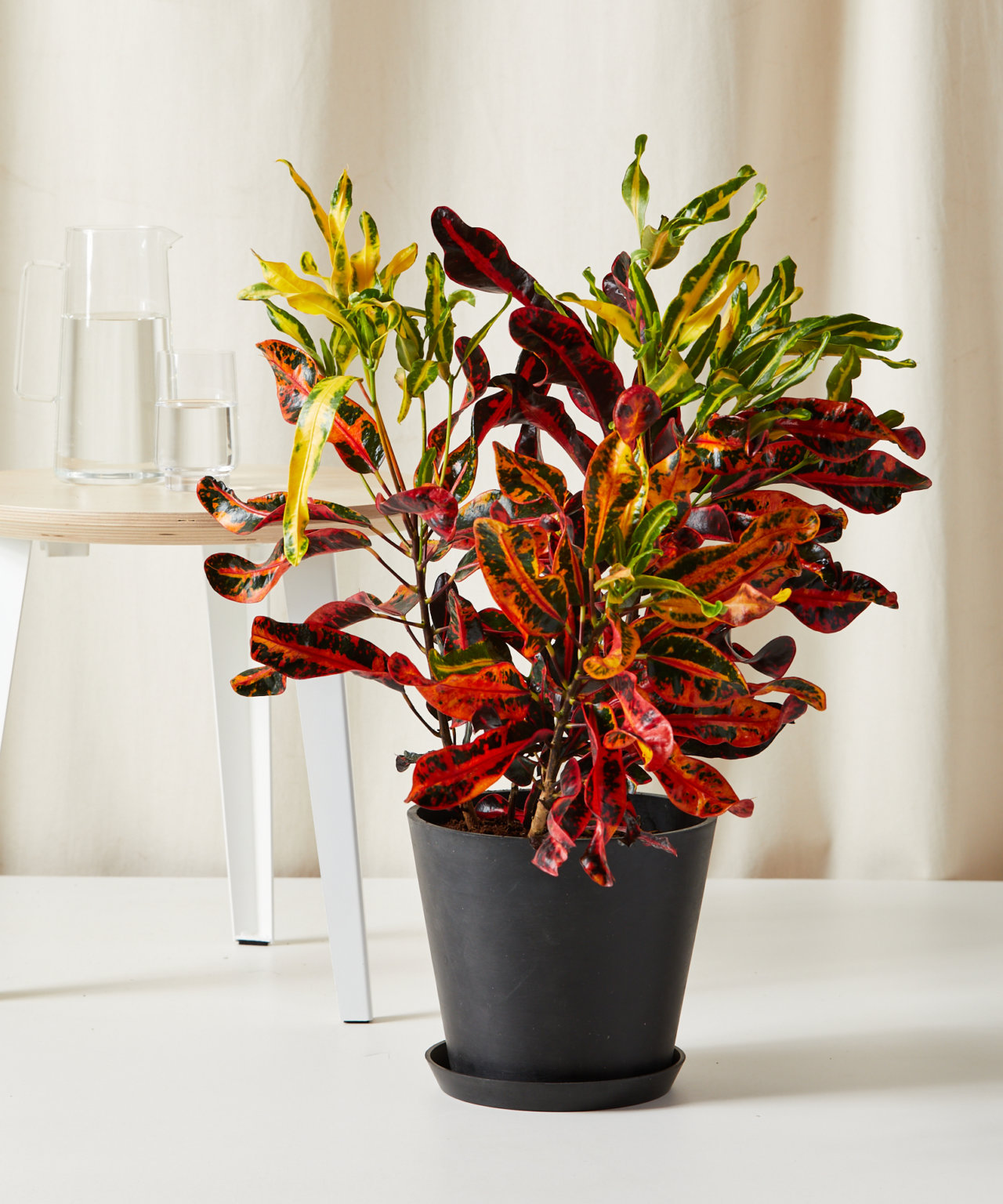 GIANT Indoor Plants - XL, XXL, Tree-Size | Bloomscape
