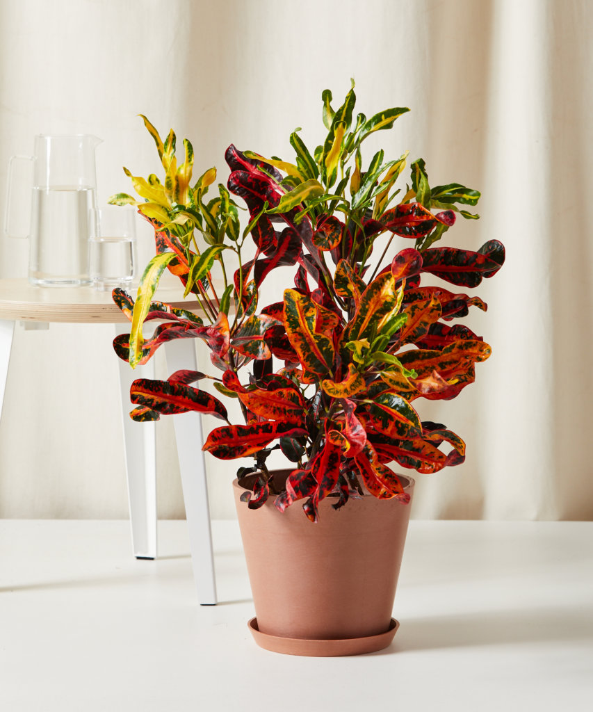 GIANT Indoor Plants - XL, XXL, Tree-Size | Bloomscape
