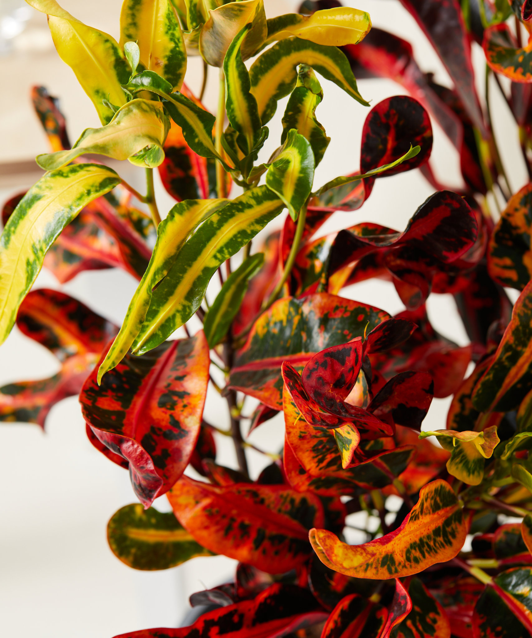 Buy Potted Variegated Croton Indoor Plant | Bloomscape