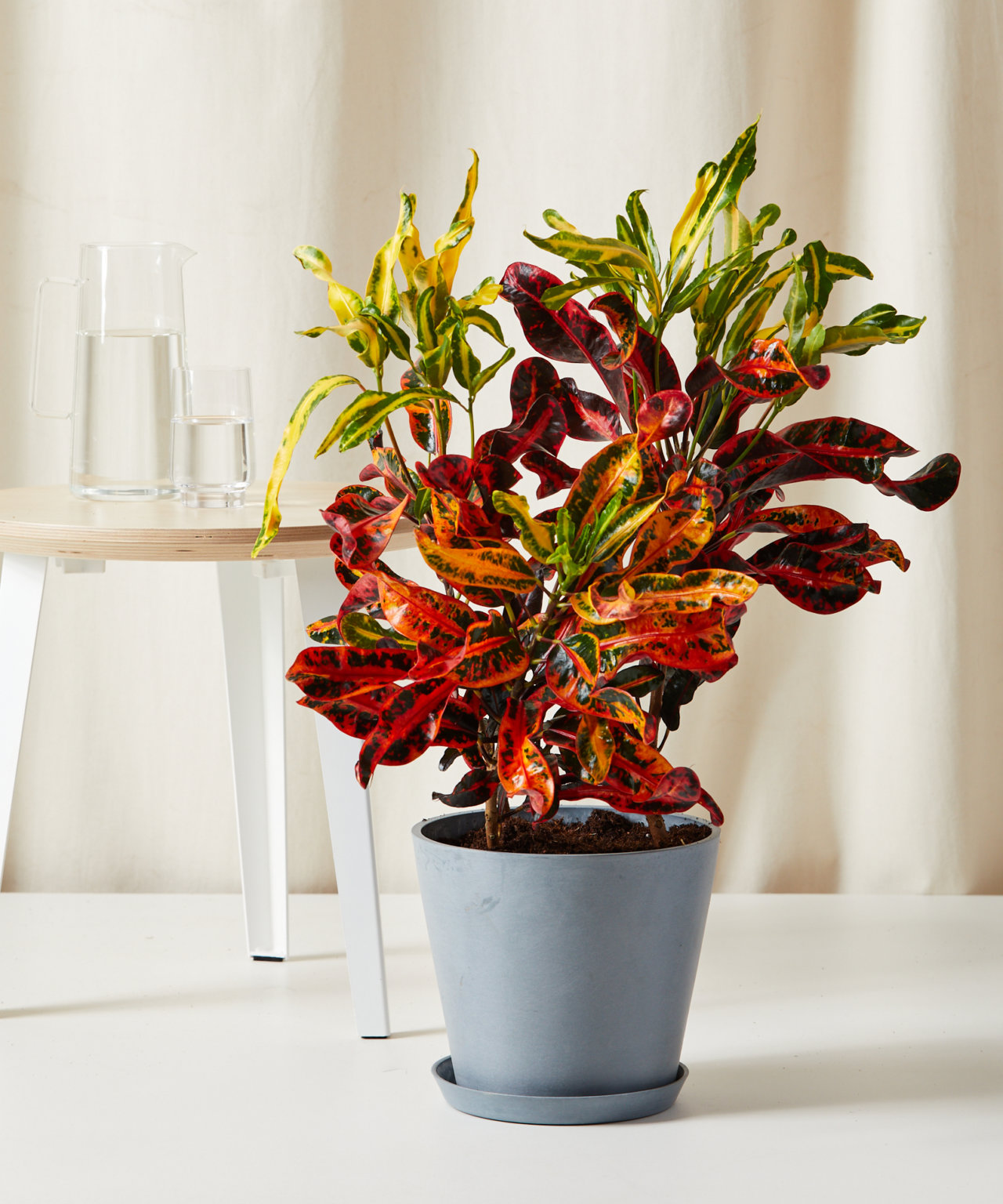 Buy Potted Variegated Croton Indoor Plant | Bloomscape