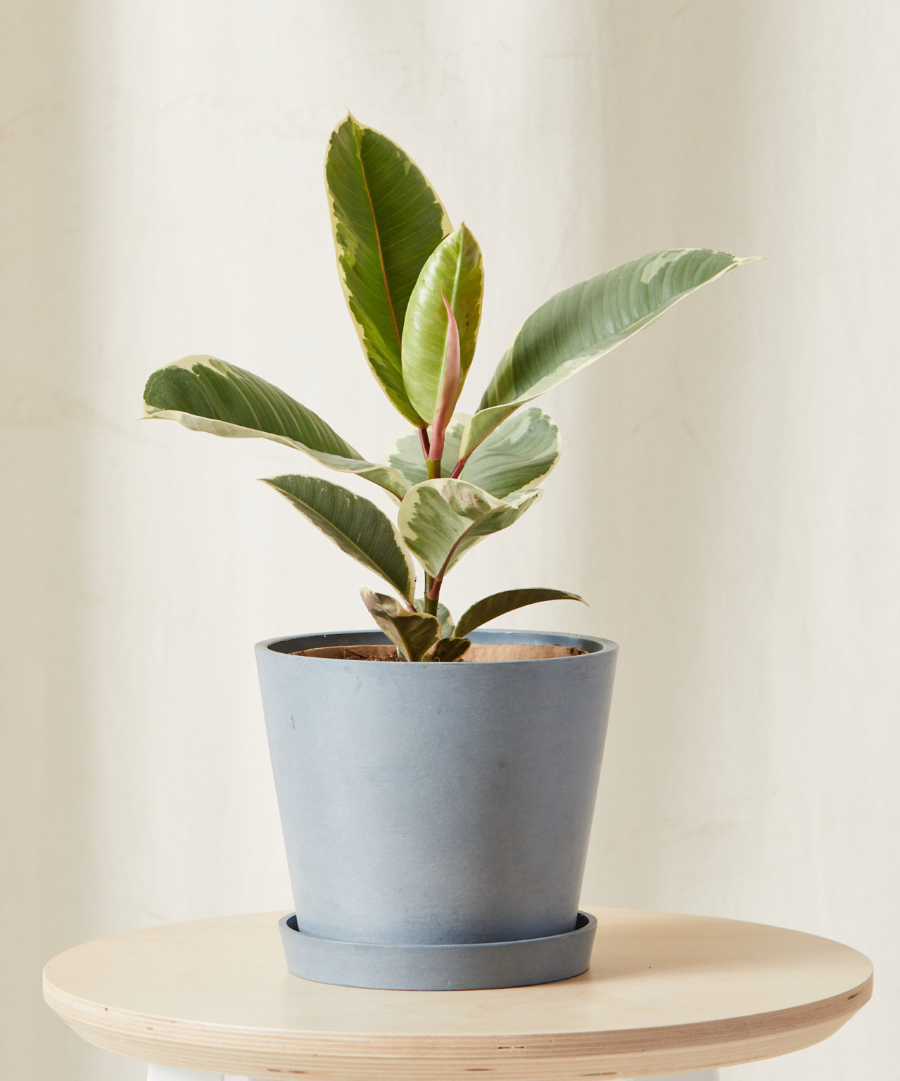 Fastia 101: How to Care for Fatsias | Bloomscape