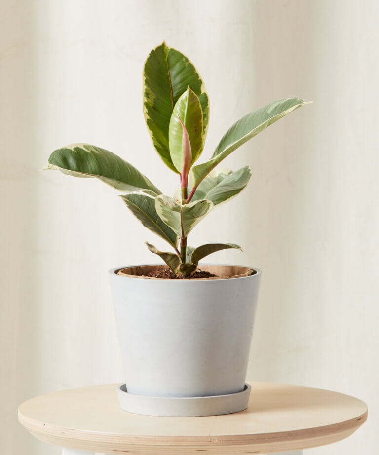 Fastia 101: How to Care for Fatsias | Bloomscape