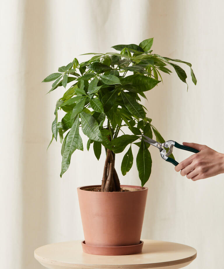 Buy Potted Money Tree Braid Indoor Plant | Bloomscape