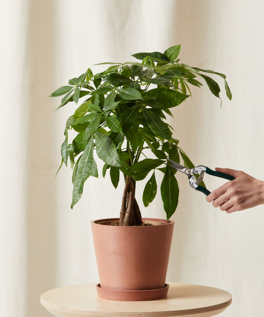 Buy Potted Money Tree Braid Indoor Plant | Bloomscape