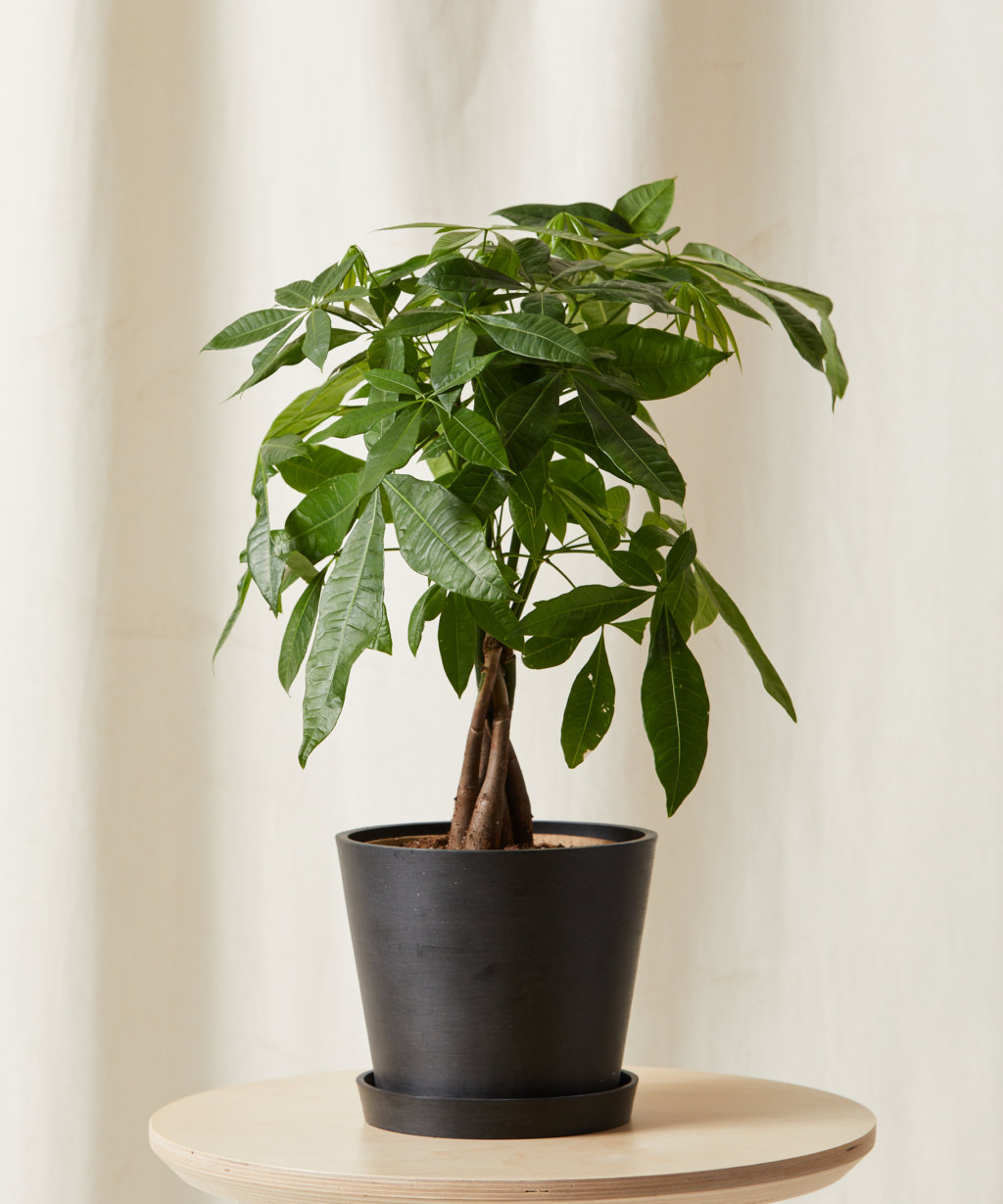 Buy Potted Money Tree Braid Indoor Plant | Bloomscape