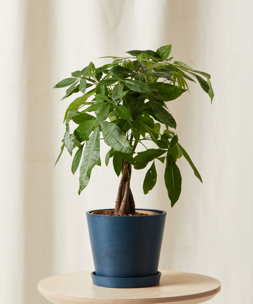 Money Tree 101: How to Care for Money Trees | Bloomscape