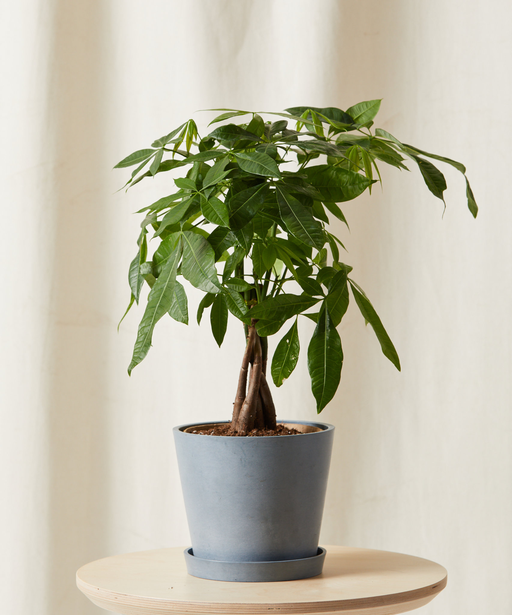 Buy Potted Money Tree Braid Indoor Plant | Bloomscape