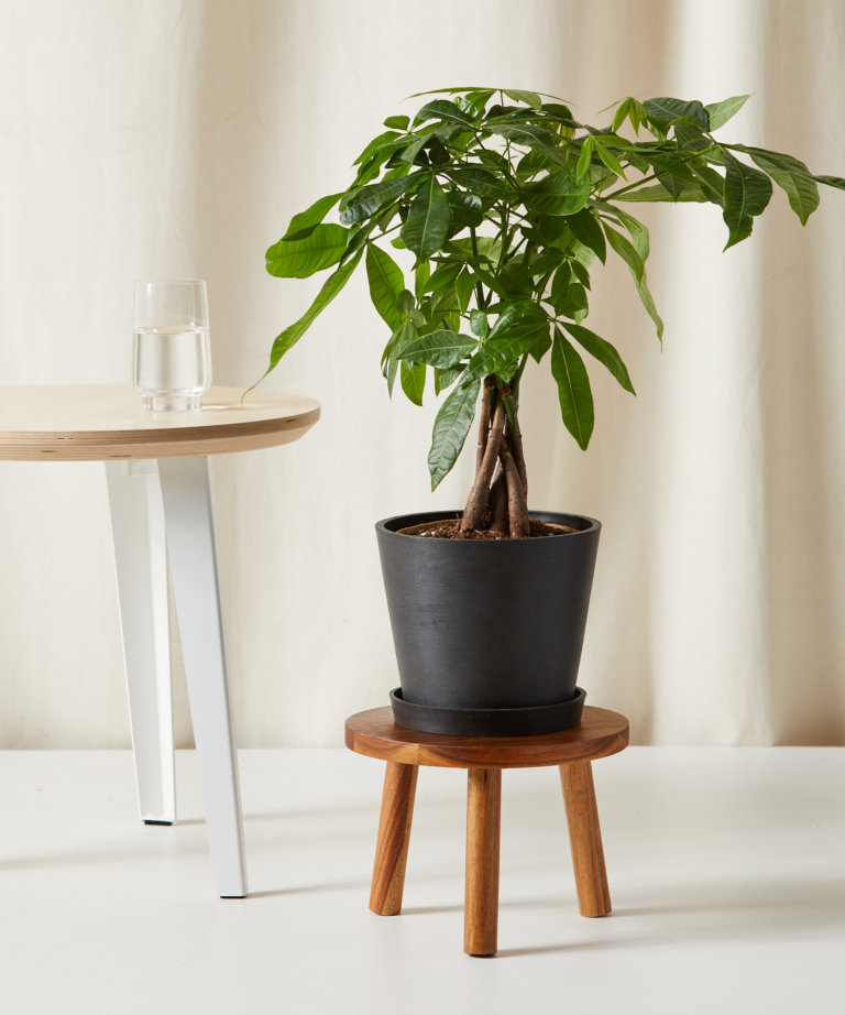 Buy Potted Money Tree Braid Indoor Plant | Bloomscape