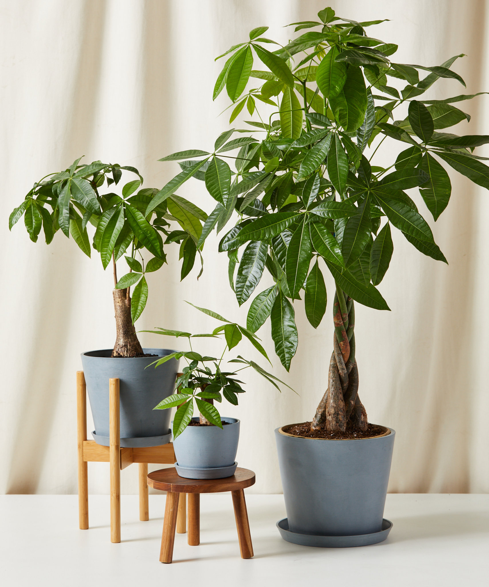Easiest Houseplants That Anyone Can Grow | Bloomscape
