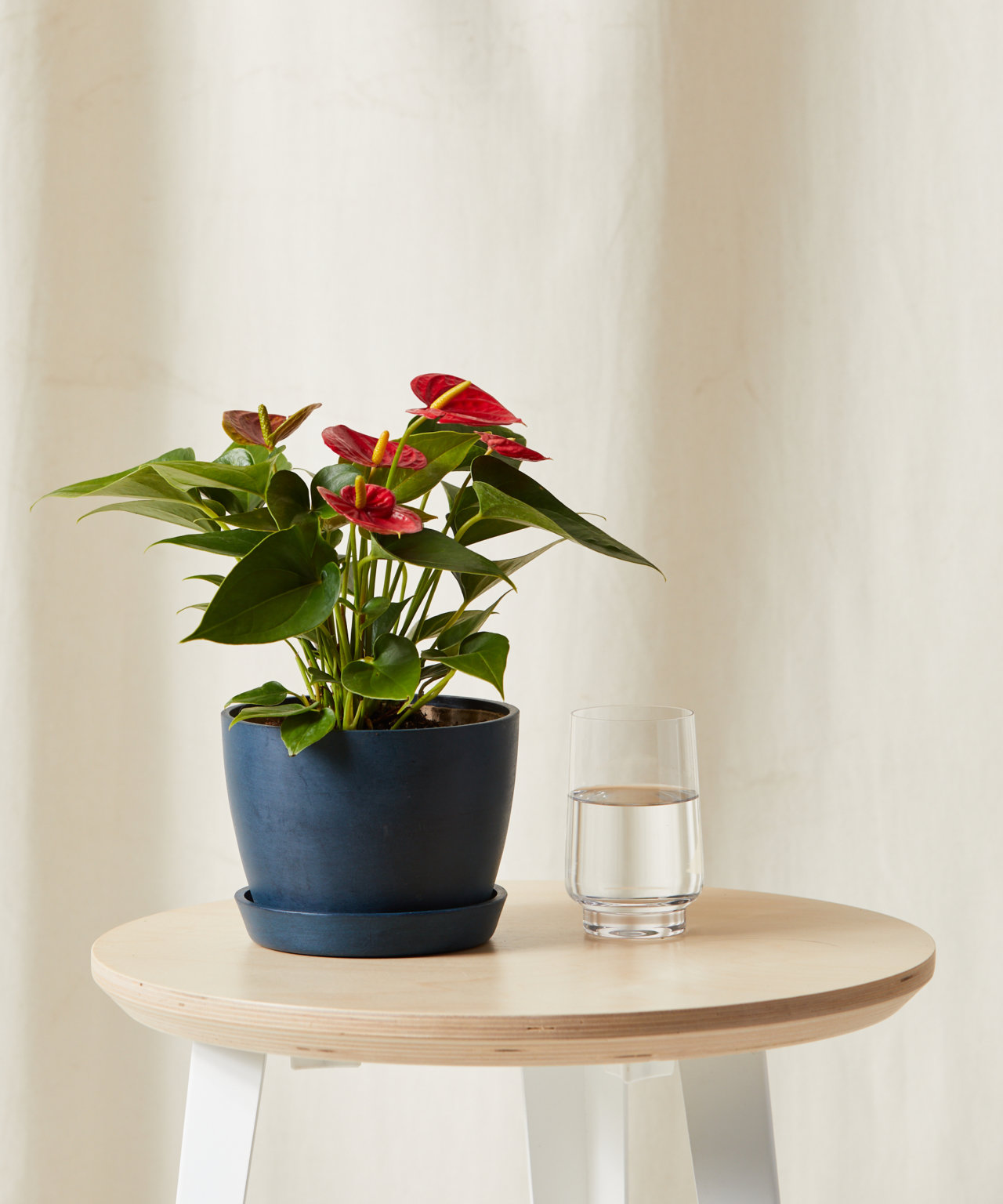 Buy Potted Anthurium Red Indoor Plant | Bloomscape