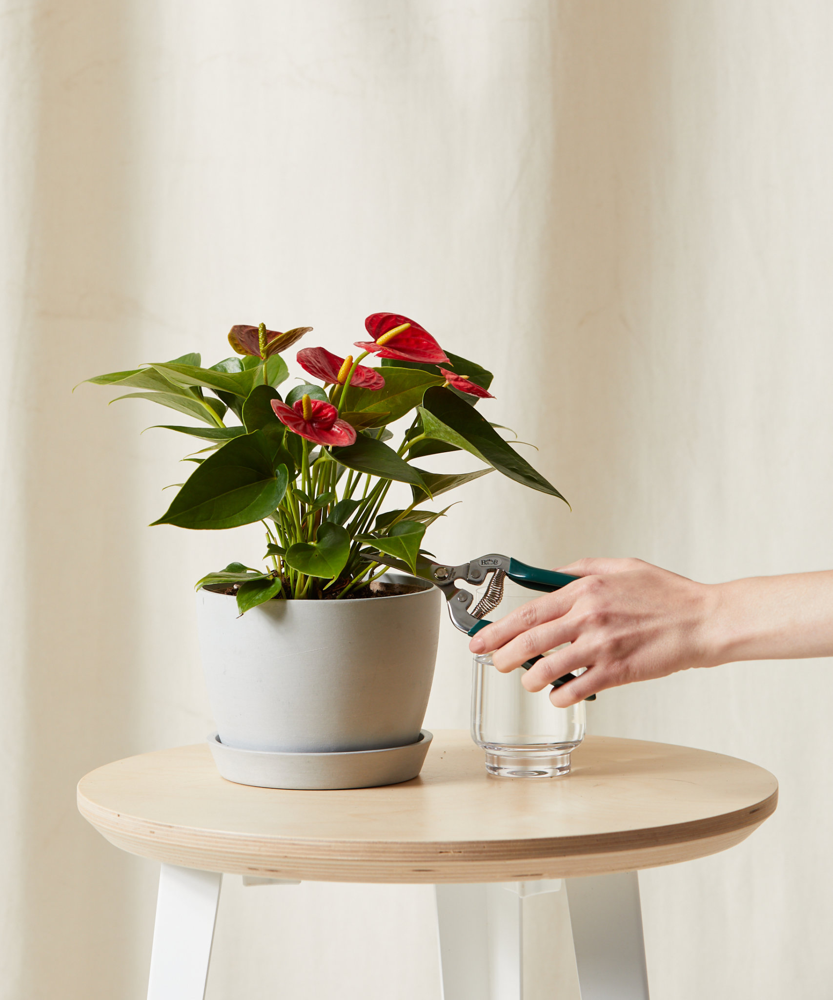 Buy Potted Anthurium Red Indoor Plant | Bloomscape