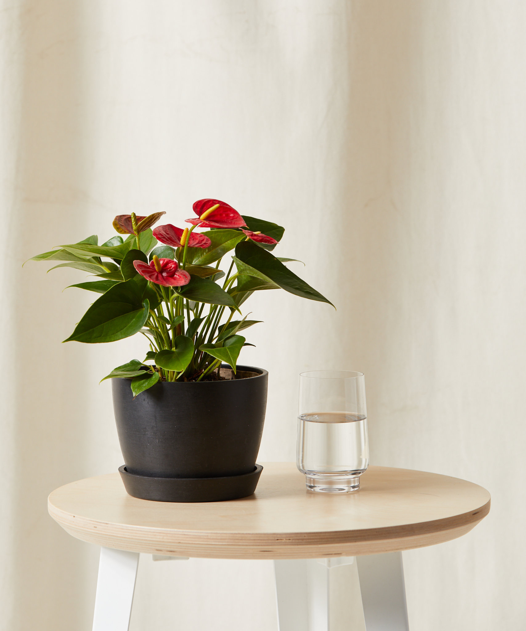 Anthurium 101: How to Care for Anthuriums | Bloomscape